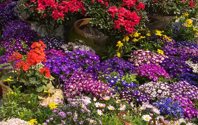 Online Learning Modules | GreenCast | Syngenta